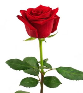 How to Draw a Rose - Learn 3Three Rose Drawings Step by Step