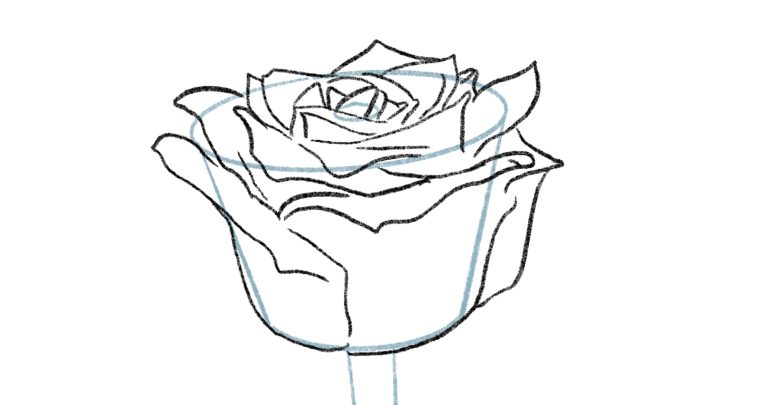 Jak narysować różę - Naucz się rysować trzy róże krok po kroku